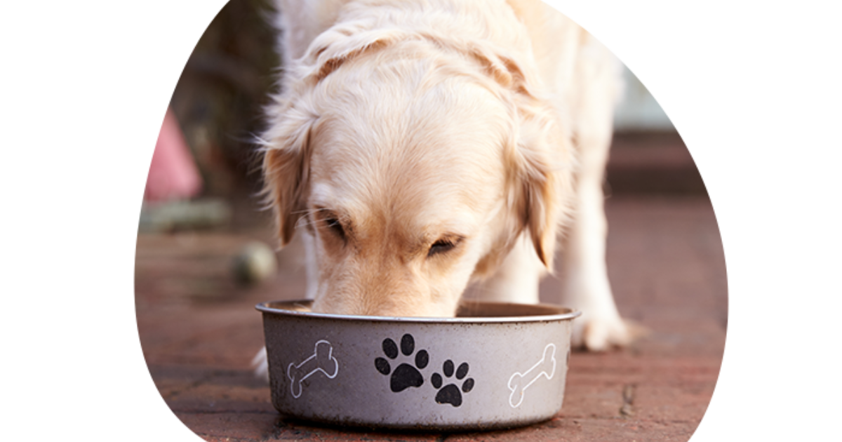 Pet & Animal Feed | Mosaic Flavors